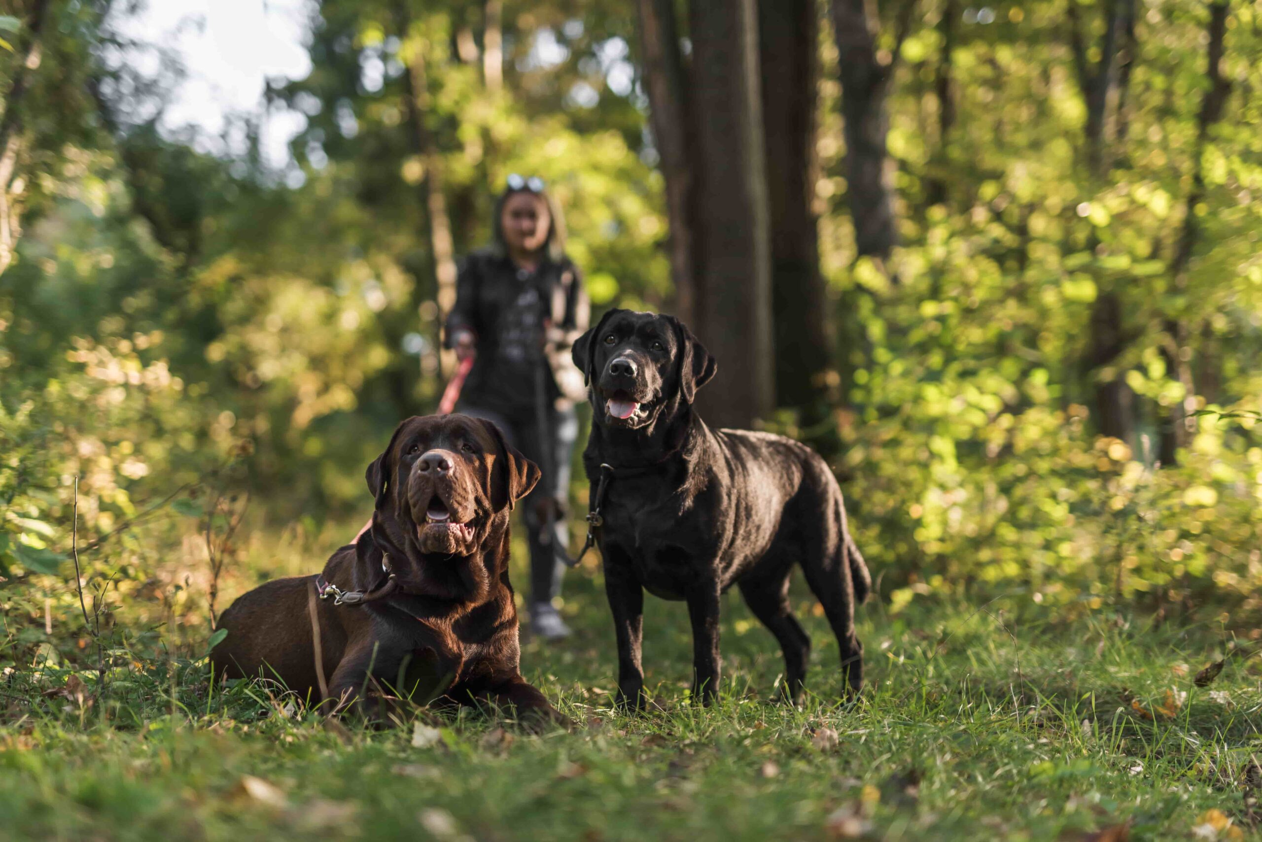 Spanische Jagdhunde: Tipps zu Training und Pflege | Spanische Wind und ...